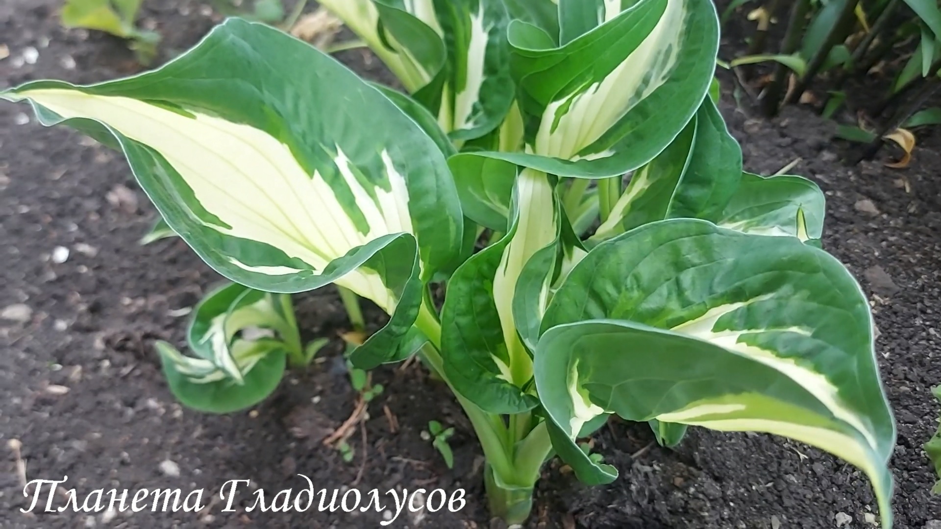 Хоста Whirlwind (Вольный ветер)