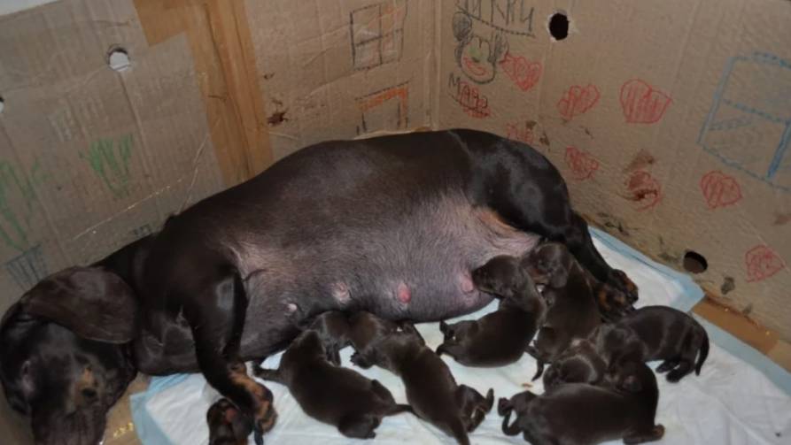 Роды щеночков- №1.The first litter of the Dachshund Sonya. The birth of the puppies - the 1