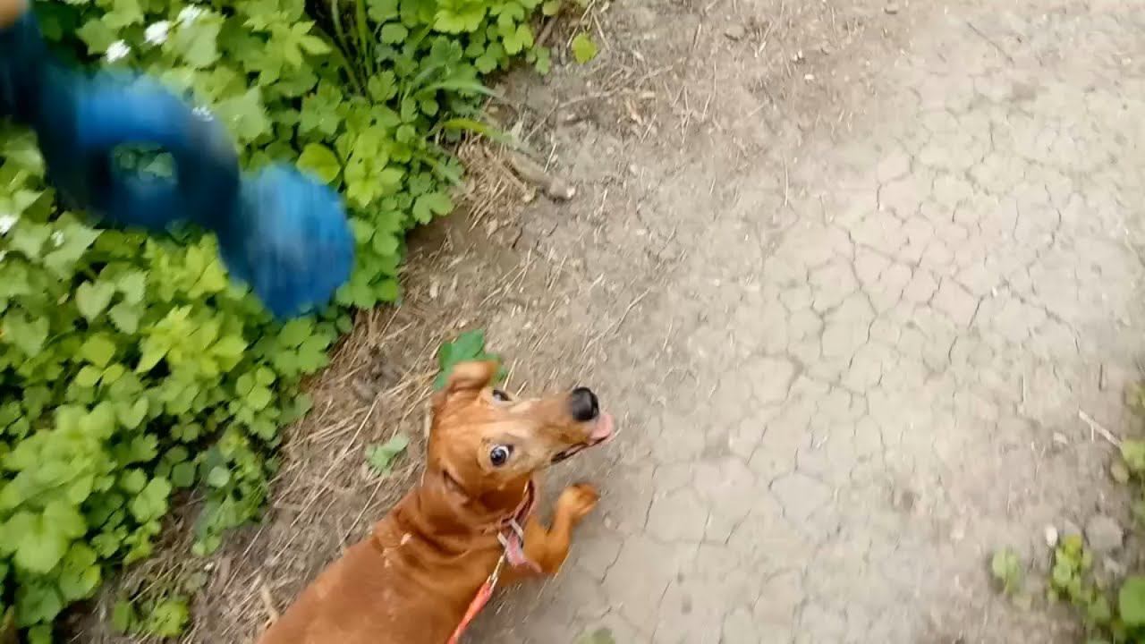 И нести тяжело, и бросить жалко. Джоли, Радар и гантеля