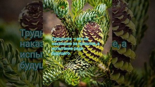 Смысловая цитата💫🌄