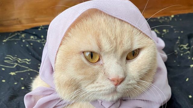 Мультфильм ?️   | Три медведя  #аудио #аудиосказки #сказки #мультфильм