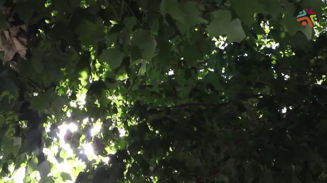 Эволюция - в минусе/В зоопарке