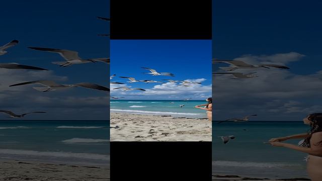 Голодные кубинские чайки #пляж