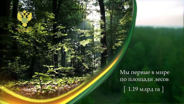 Лес –  национальное достояние