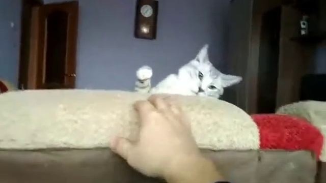 Кот Жора хулиганит)))