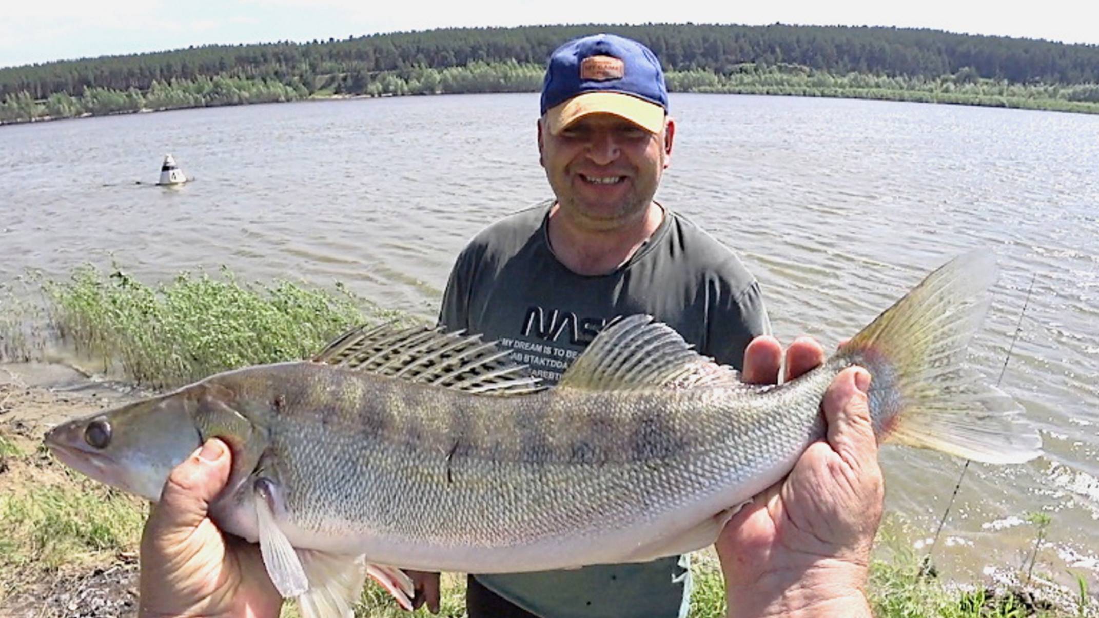 рыбалка. судак на живца.