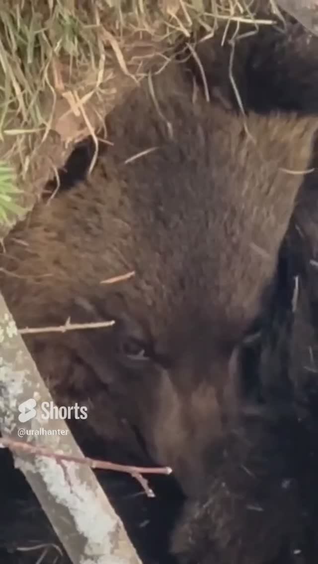 Охота в уральской тайге на медведя с копьем