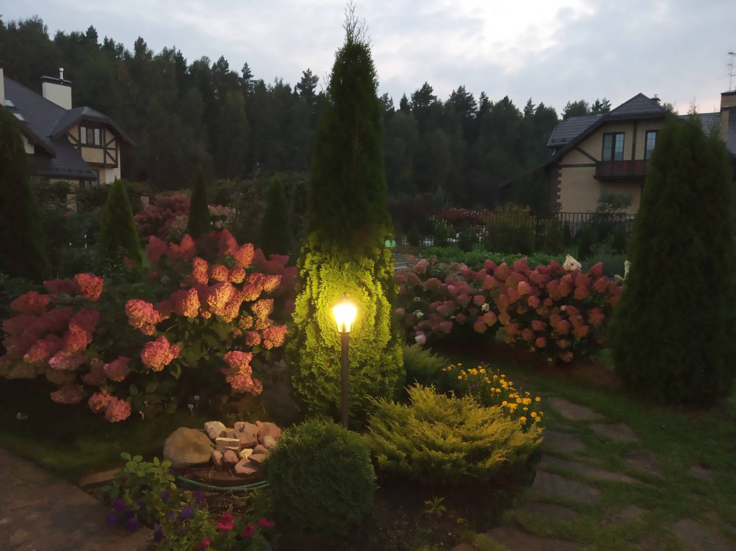 Красивая живая изгородь из метельчатых гортензий, как обрезать загущенные кусты