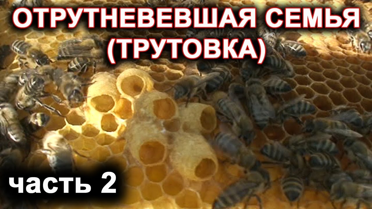 Отрутневевшая семья. Трутовка. часть 2. Осмотр отводков.