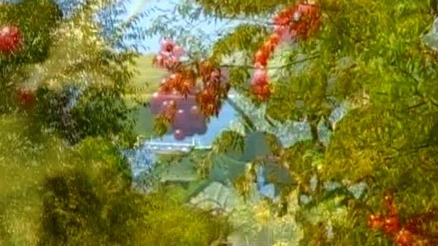 Раиса Андреева - ушлан.mpg