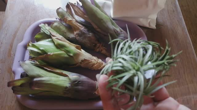 Распаковка растений из Таиланда 04.07.24