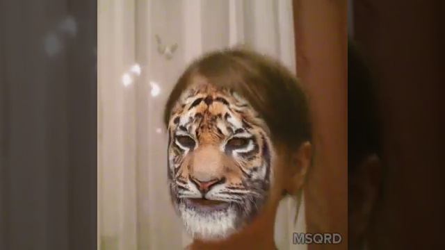 Приколы Тигр