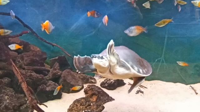 Двухкоготная черепаха