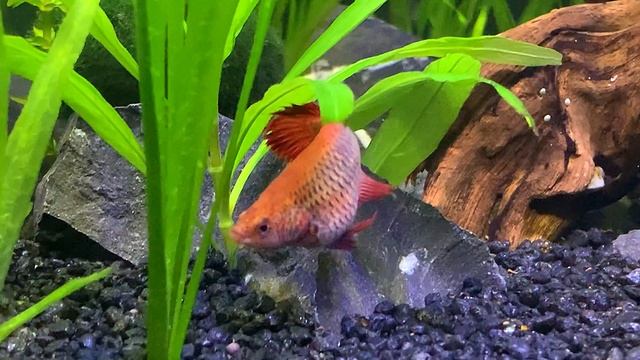 Сиамский петушок видео на #рутуб