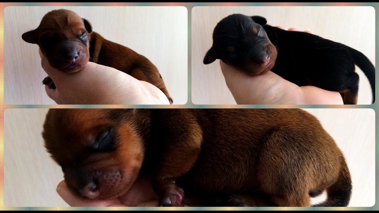 Щенкам цвергпинчера 7 дней / Miniature Pinscher puppies 7 days old