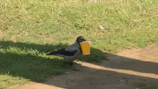 СМЕШНАЯ ВОРОНА НЕСЕТ СТАКАН