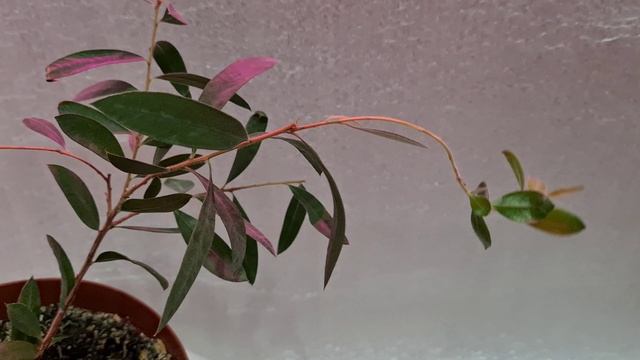 Каллистемон 7