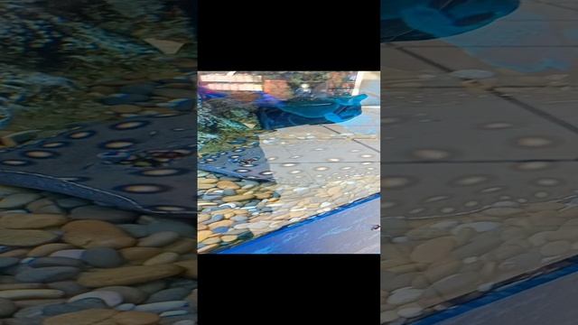 Рыбки , аквариум