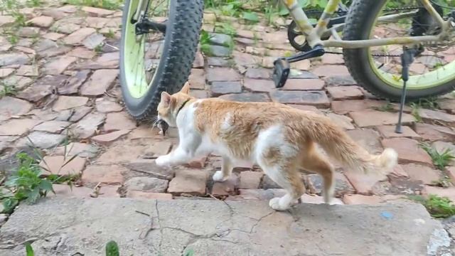Что будет если не кормить кота. Птичку жалко!