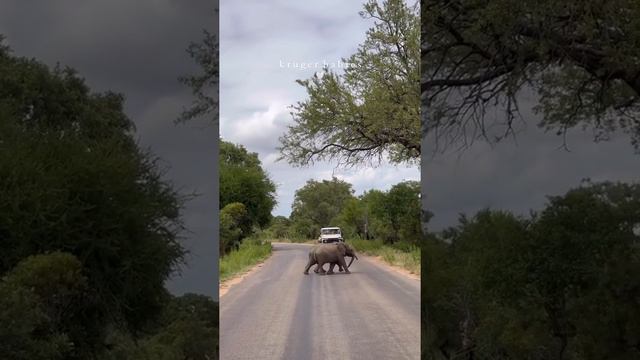 ЮАР, национальный парк Крюгера