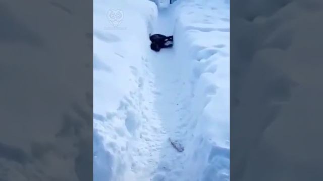 Лёжа боком бегать веселее! ?