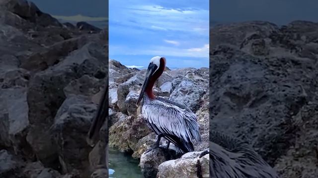 MovaviClips_Video_20211113-195039.mp4