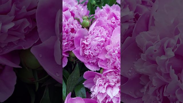 Очень красивые пионы #Shorts