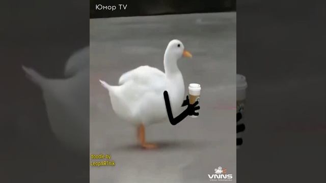 Доброе утро, кому кофе, гусь быстрая доставка (Good morning to whom coffee, goose fast delivery)