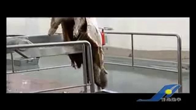 Линия убоя овец