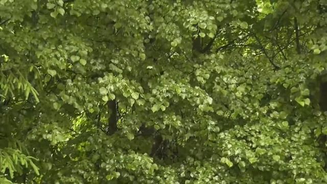 Медитация Дерево