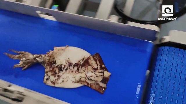 Весовой сортировщик ВЕСТАЛИНК - кальмары