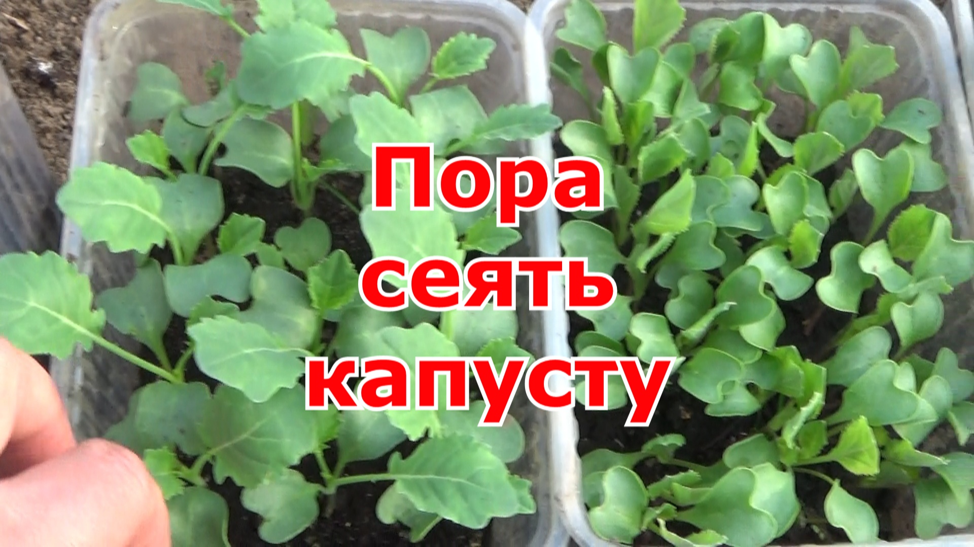 Проверенный способ посева разных видов капусты на рассаду.