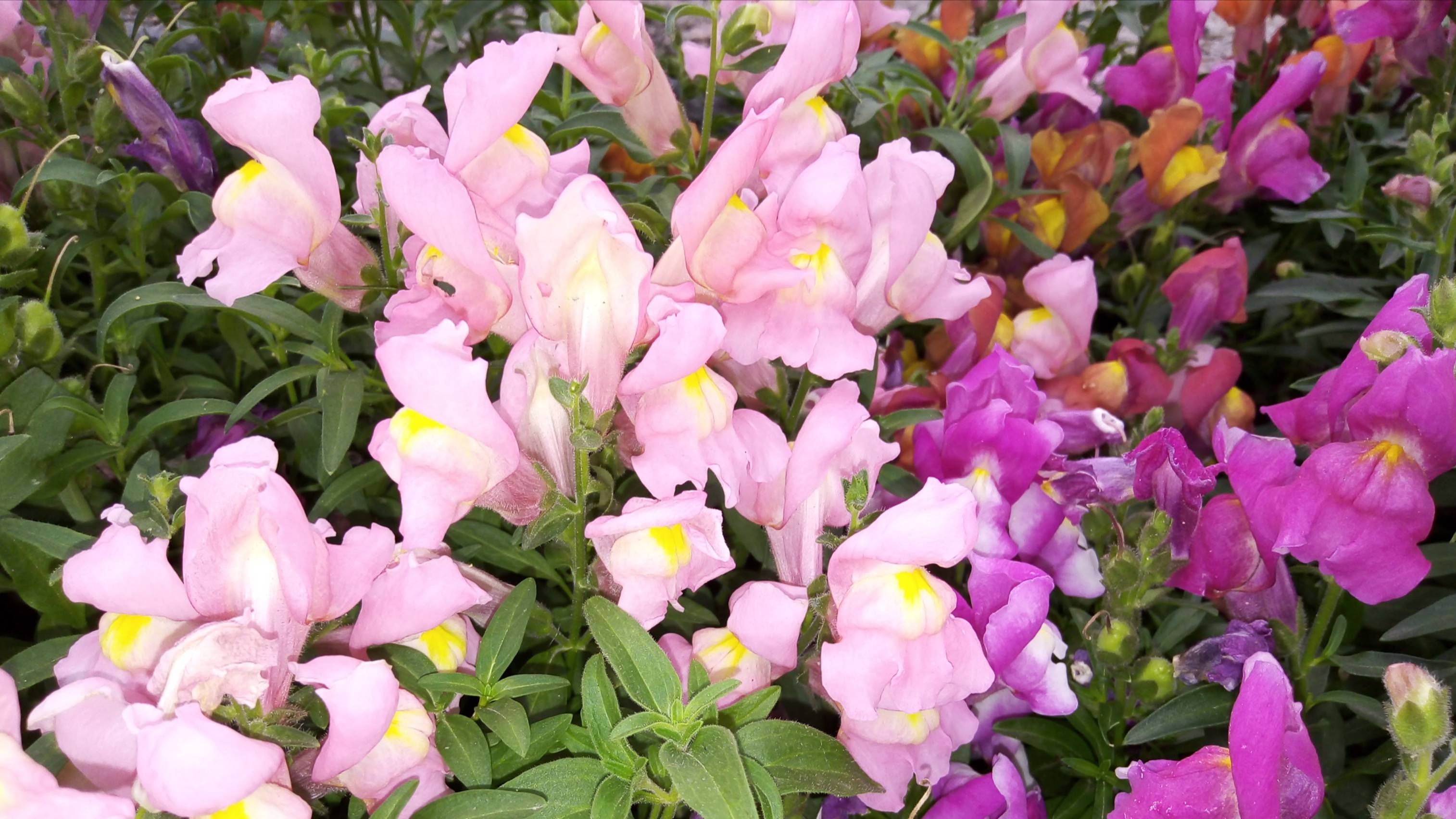 С ГОЛОВОЙ В РАБОТУ! ПЧЕЛА и ЛЬВИНЫЙ ЗЕВ