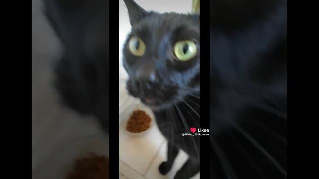 Жизнь Кексика😸1 часть