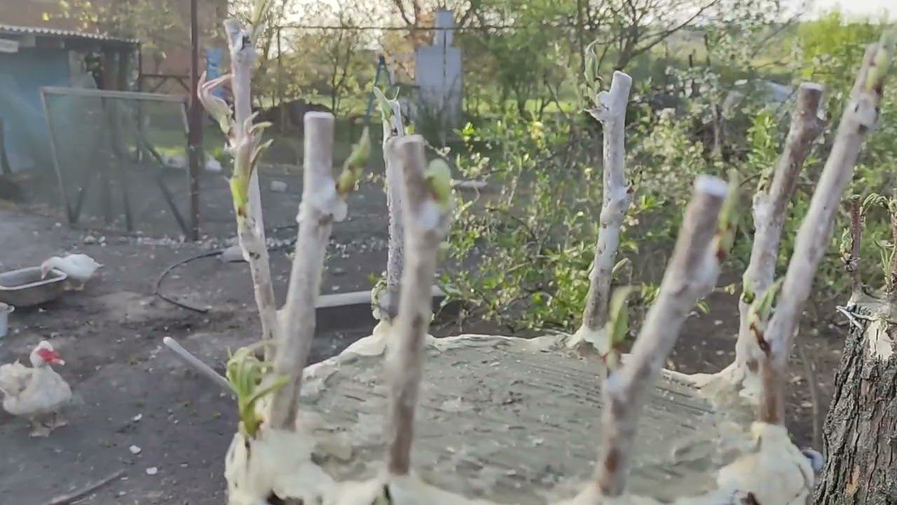 Не рубите дерева, не рубите! ... Перепрививка сделает их полезными!