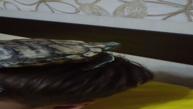 Черепашка Пашка релаксирует на голове