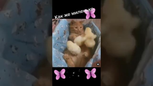 ? ? Смешные животные