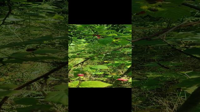 Дерево обвешанное малиной