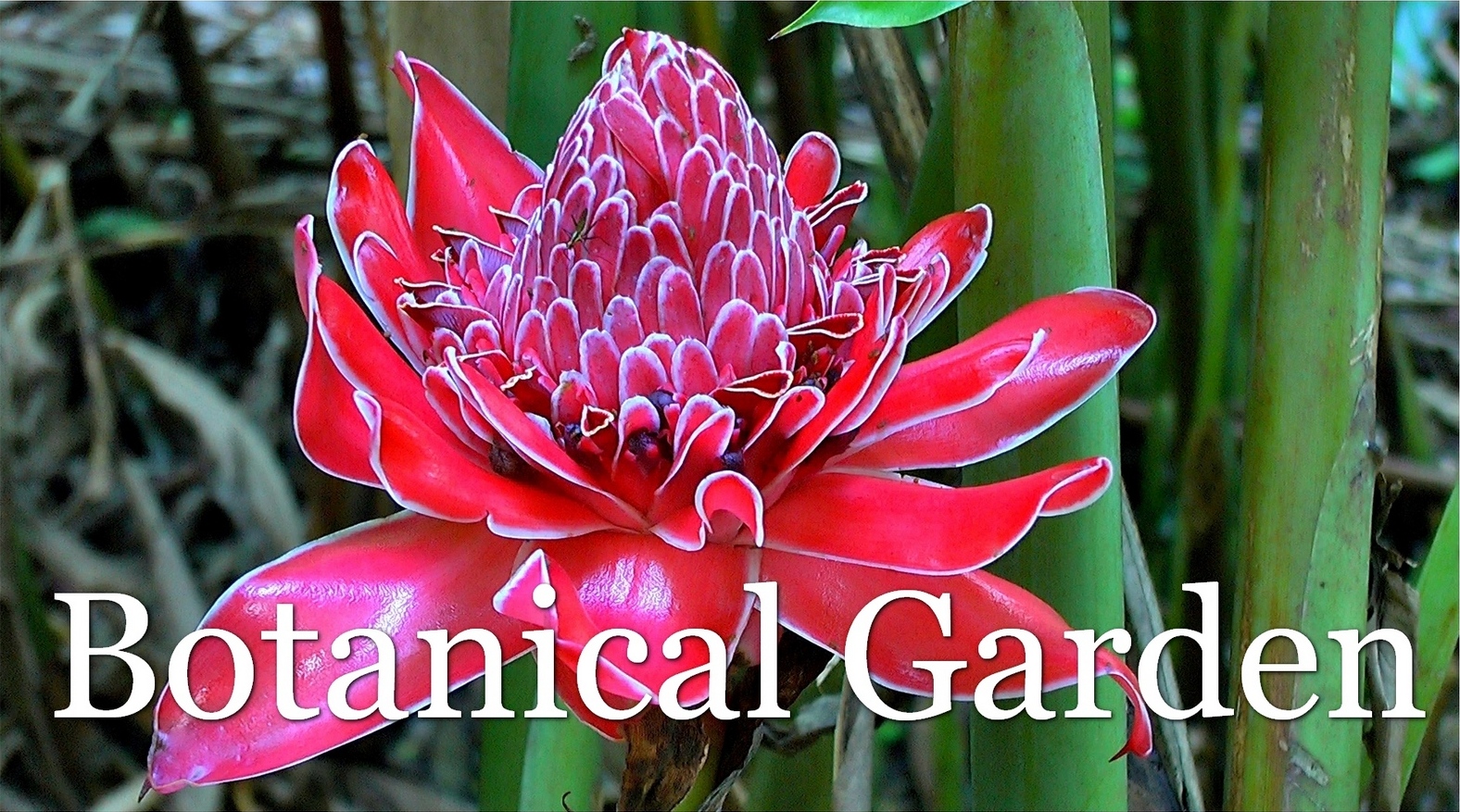 Сейшелы. Национальный Ботанический Сад