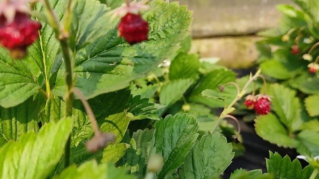 Земляника на даче. Земляника из семян. Выращивание земляники.