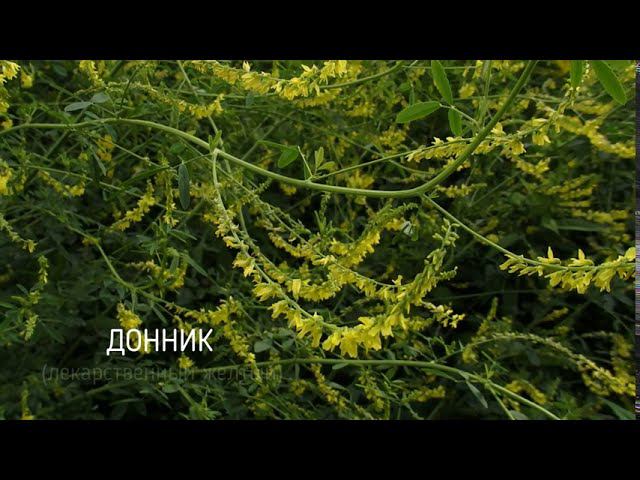 Как выглядит донник? | Sweet clover