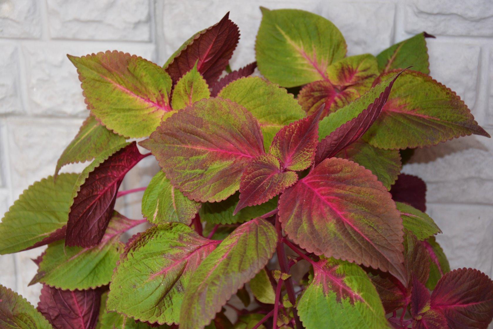 Колеус. Обрезка и посадка