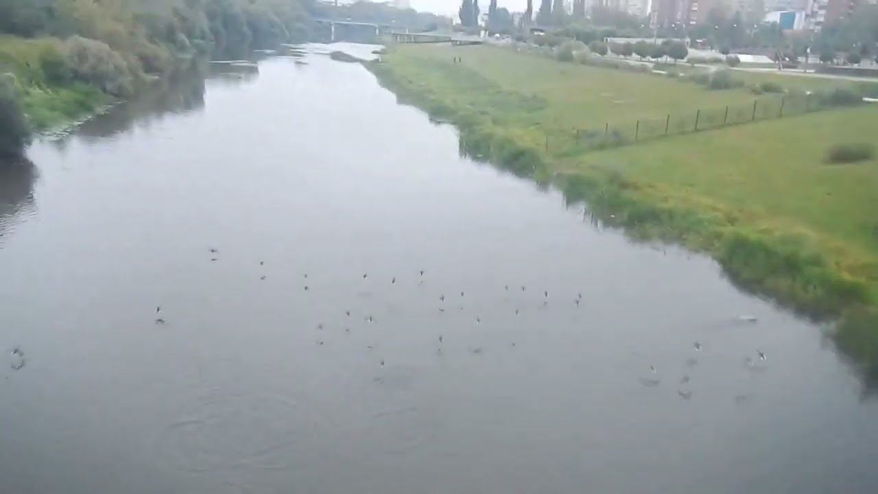 Манок на уток - Дудонатор "Тудок". Полетели родимые.