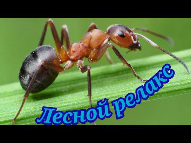 Спокойные крохи