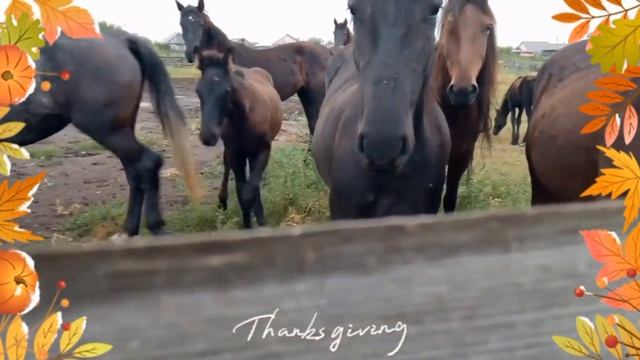 А в деревне - лошади...//Без коня и деревня не та