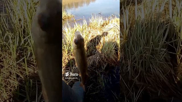 ЖИРНАЯ ПЛОТВИЧКА