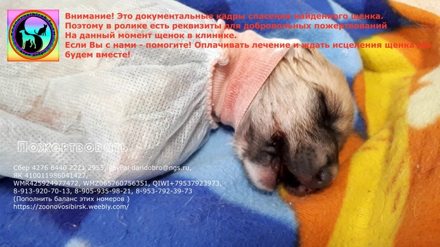 Щенок плачет как человеческое дитя Вы не слышали такое  Нашли щенка в лифте