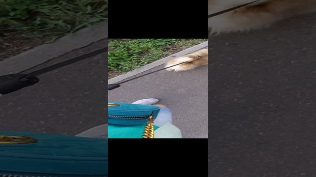 Шпиц на прогулке.