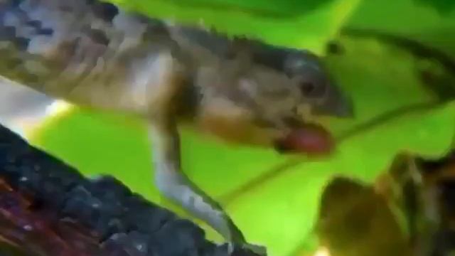 Как охотится богомол