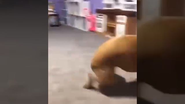 Наводит суету